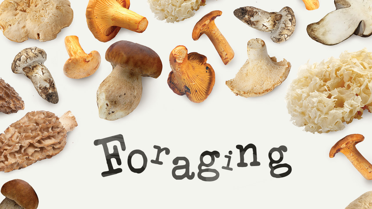 To-Jo Mushrooms and the New Foraging Trend | www.thesnack.net