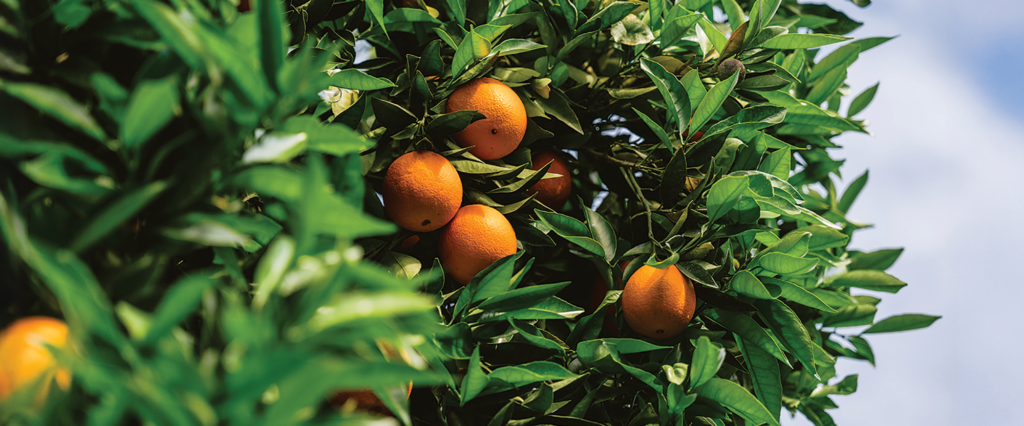 A Premium Promise: A Q&A With Monique Mueller, Director of ...