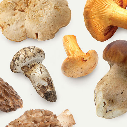 To-Jo Mushrooms and the New Foraging Trend | www.thesnack.net